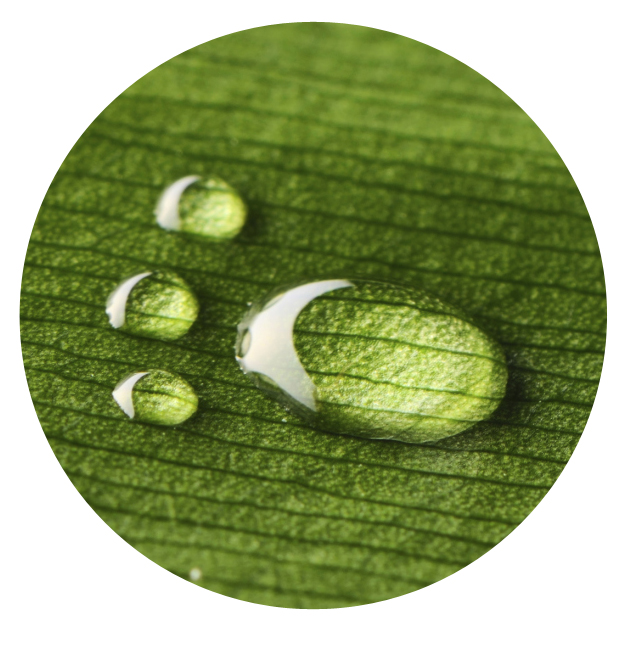 Welcome to the Immersion – Local Earth